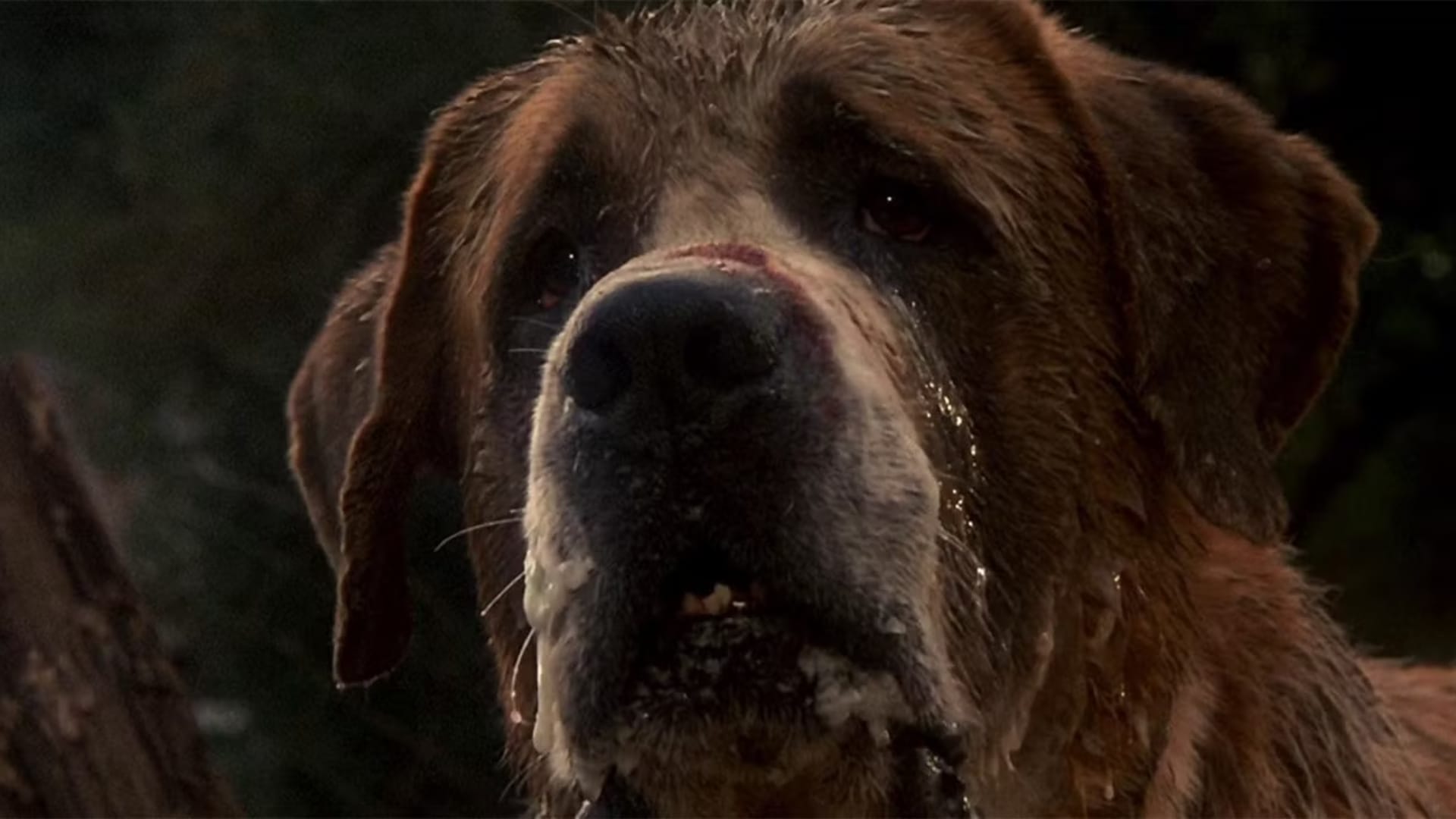 Netflix tekee uuden version Stephen Kingin Cujo-elokuvasta